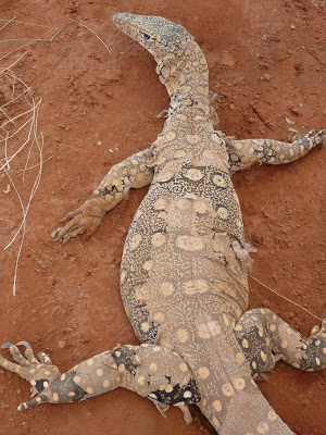 More Reptile Centre Pics - Homeschool Den