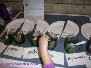 Fall Theme Activities (Leaf Science Experiment) - Homeschool Den