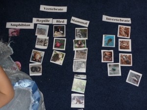 Forest Animal Sort Cards - Homeschool Den