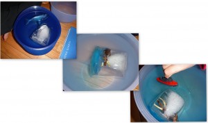 Whale Unit (and the Arctic) - Icebergs, Blubber experiment, Buoyancy ...