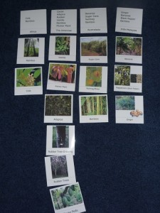 Rain Forest Plants (Free Montessori 3-Part Cards) - Homeschool Den