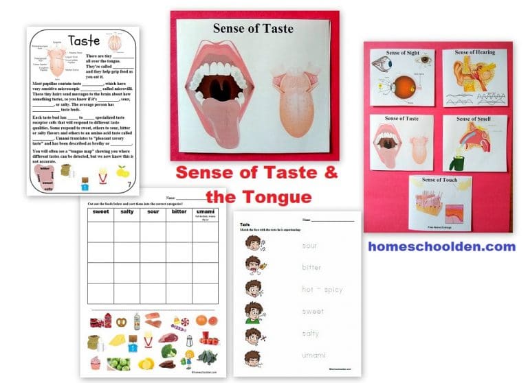 5 Senses: Taste ( and Cute Tongue Craft) - Homeschool Den