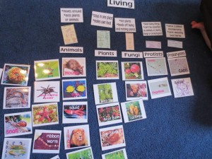 Invertebrate-Vertebrate Unit Study - Montessori Activities - Homeschool Den