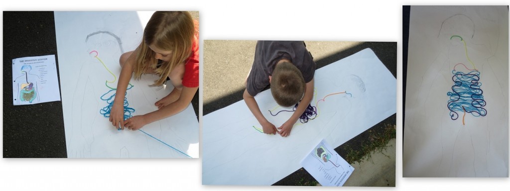 Hands On Activity: How Long is the Digestive Tract? - Homeschool Den