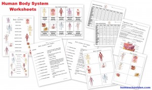 Human Body Cells, Tissues, Organs, Systems - Homeschool Den