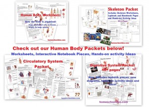 Human Body Systems - Worksheets - Homeschool Den