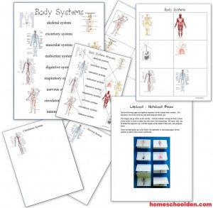 Human Body Worksheets: Cells, Tissues, Organs, and the Human Body ...
