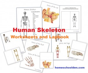 Human Body Systems - Homeschool Den