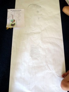 Hands On Activity: How Long is the Digestive Tract? - Homeschool Den