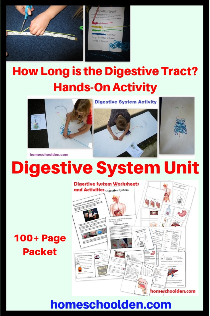 Digestive System Hands-On Activities - Esophagus, Stomach, Small ...