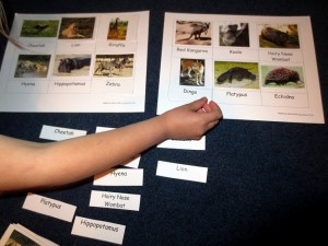 Various Free Montessori 3-Part Cards - Homeschool Den