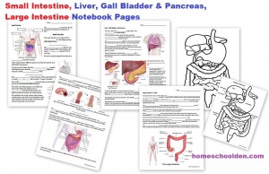 Digestive System Worksheets - 150+page Packet - Homeschool Den
