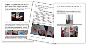 Digestive System Hands-On Activities - Esophagus, Stomach, Small ...