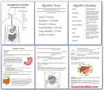 Digestive System Worksheets - 150+page Packet - Homeschool Den