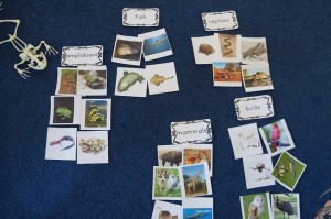 Montessori Cards: Vertebrates-Invertebrates; 5 Vertebrate Groups ...