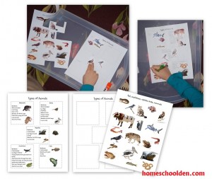 Free Montessori 3-Part Cards: Amphibians, Frog Life Cycle Notebook (and ...
