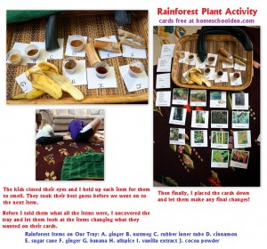 Plants of the Rain Forest Activity: with Free Rain Forest Plant Cards ...
