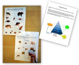 Biology Unit on the Biosphere: biomes, ecosystems, habitats, feeding ...