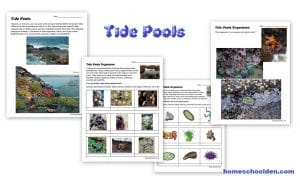 Ocean Unit Packet: Marine Habitats, Tides, Currents, Ocean Floor, Ocean ...