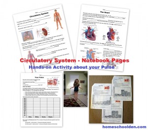Circulatory System Packet: Worksheets and Hands-on Activities ...