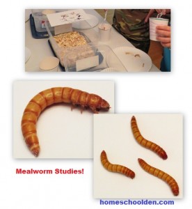 Science Club! - Homeschool Den