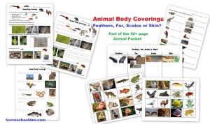 Herbivore, Carnivore and Omnivore Worksheets and Activities ...