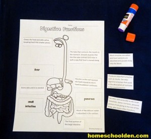 Digestive System Worksheets - 150+page Packet - Homeschool Den