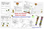 Botany Unit - Plant Kingdom Worksheets and more! - Homeschool Den