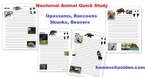 Nocturnal Animal Quick Study - Opossums, Raccoons, Skunks, Beavers ...