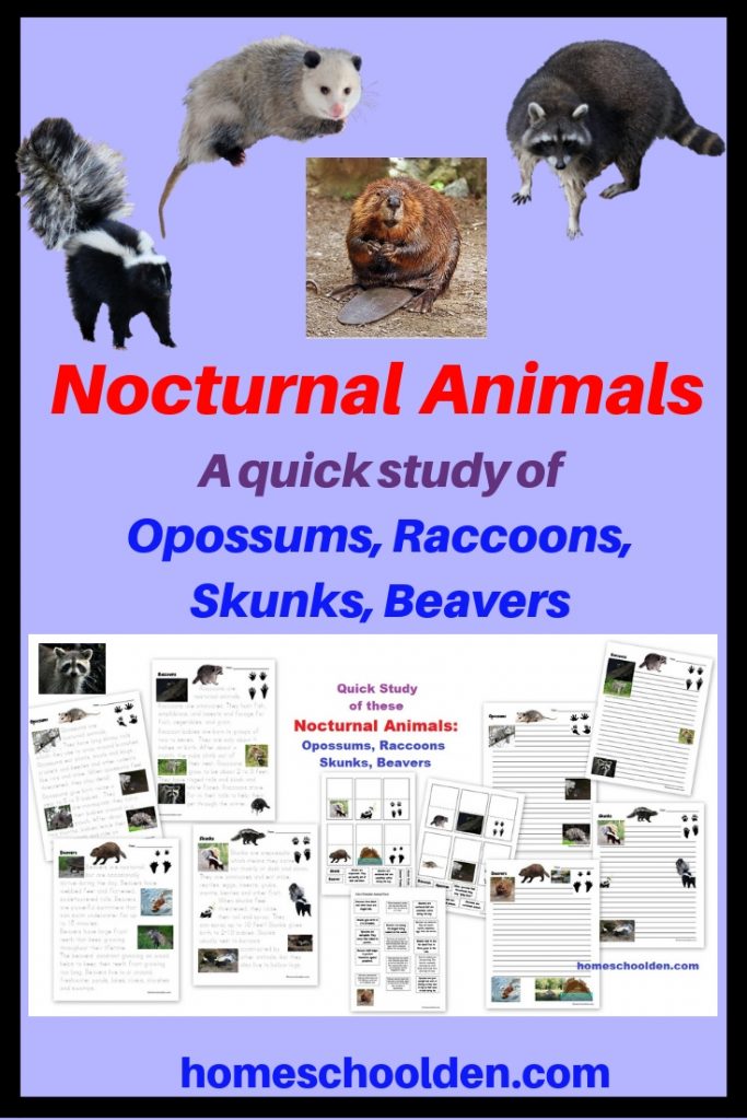 Nocturnal Animal Quick Study - Opossums, Raccoons, Skunks, Beavers ...