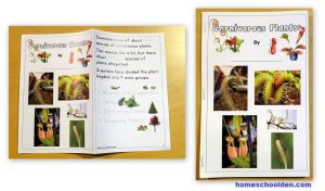 Botany Unit - Plant Kingdom Worksheets and more! - Homeschool Den