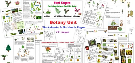 Botany Unit Archives - Homeschool Den