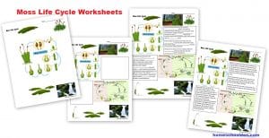 Botany Unit - Plant Kingdom Worksheets and more! - Homeschool Den