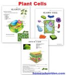 Botany Unit - Plant Kingdom Worksheets and more! - Homeschool Den