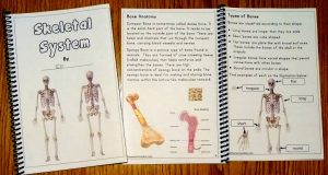 Skeletal System Activities - Homeschool Den