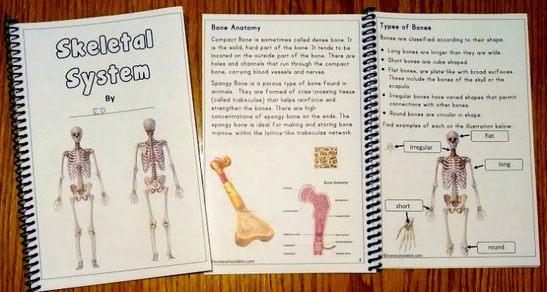 Human Body Systems - Worksheets - Homeschool Den