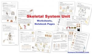 Skeletal System Unit - Homeschool Den