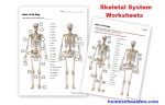 Skeletal System Worksheet Packet & 6 Hands-On Activities About Bones ...