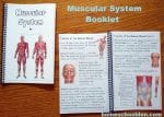 Muscular System Unit - Worksheets and Activities - Homeschool Den