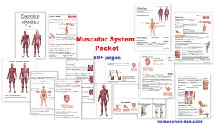 Human Body Worksheets: Cells, Tissues, Organs, and the Human Body ...
