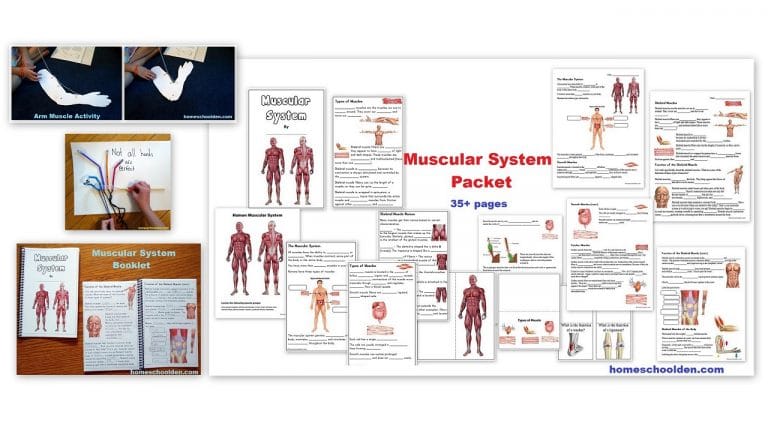 Circulatory System Packet: Worksheets and Hands-on Activities ...