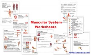 Skeletal System Activities - Homeschool Den