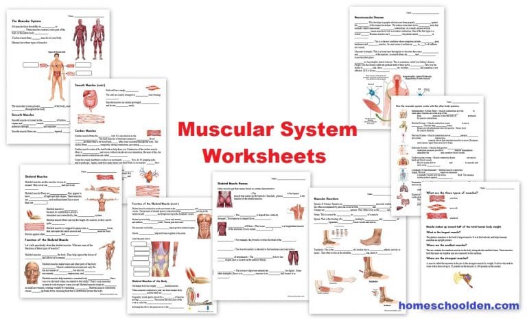 Digestive System Worksheets - 150+page Packet - Homeschool Den