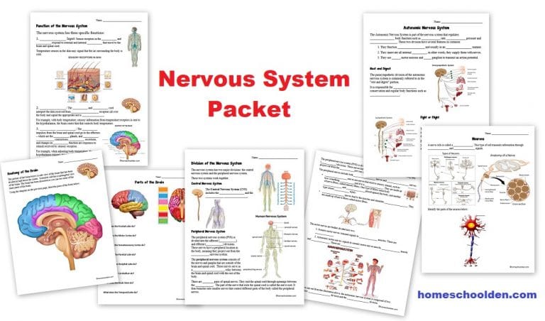 Human Body Systems - Worksheets - Homeschool Den