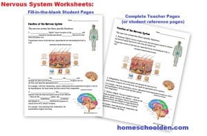 Human Body Systems - Worksheets - Homeschool Den