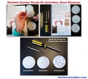 Skeletal System Activities - Homeschool Den