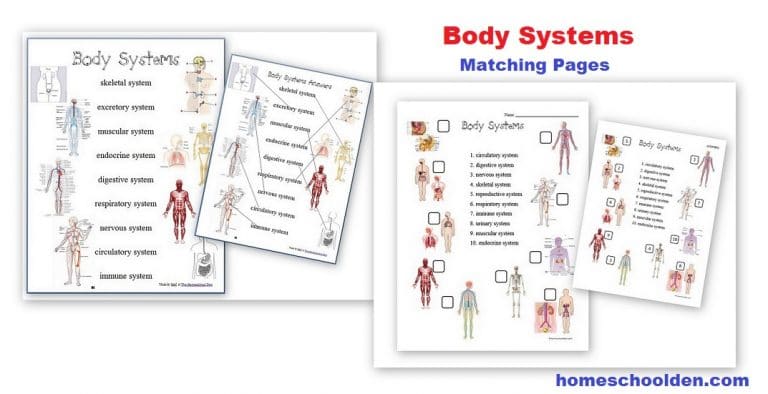 Human Body Cells, Tissues, Organs, Systems - Homeschool Den