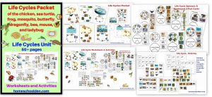 Free Montessori 3-Part Cards: Amphibians, Frog Life Cycle Notebook (and ...