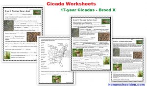 Cicada Worksheet Packet - Homeschool Den