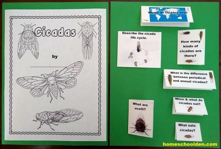Cicada Worksheet Packet - Homeschool Den